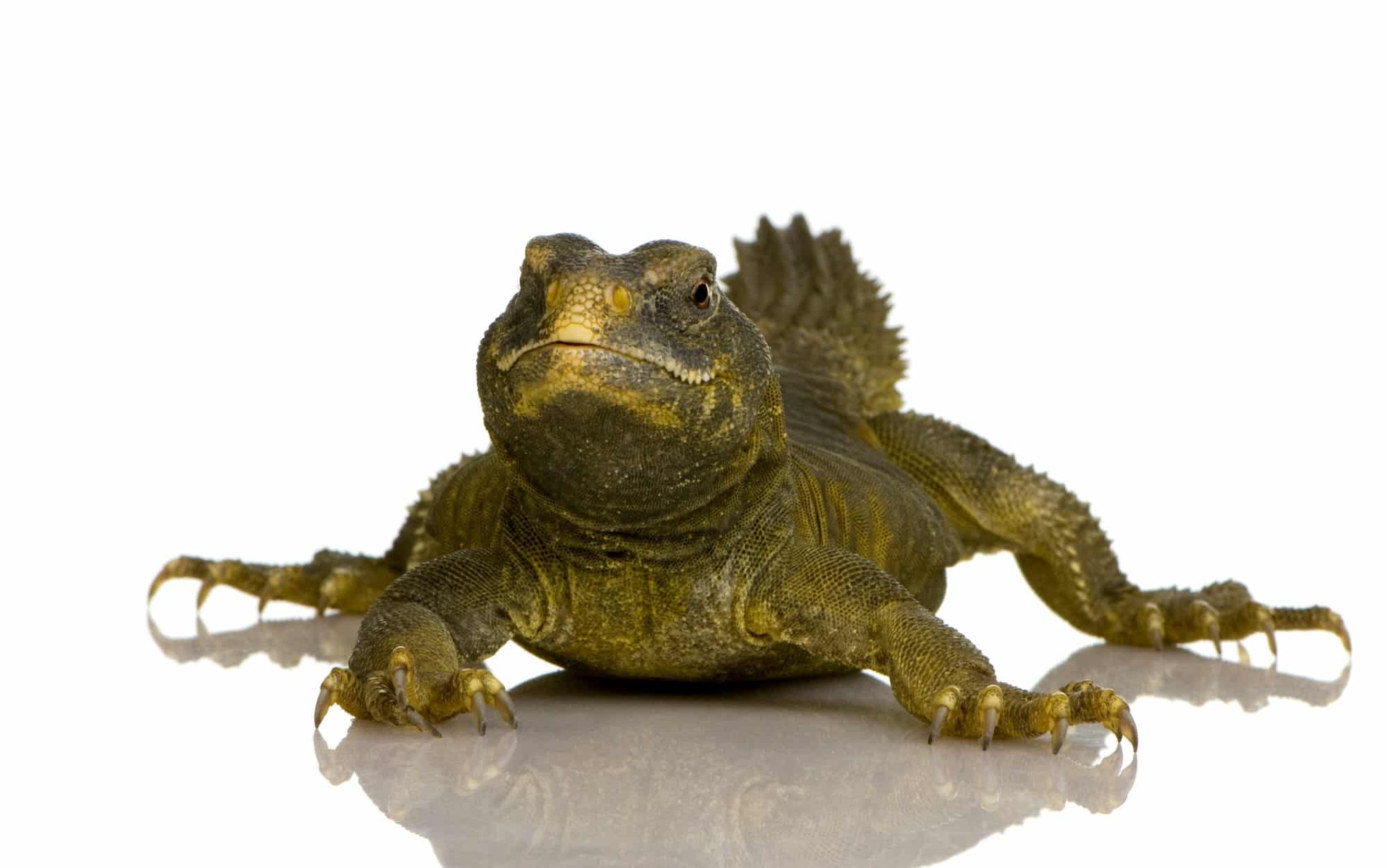 Home - Golden Exotic Pets